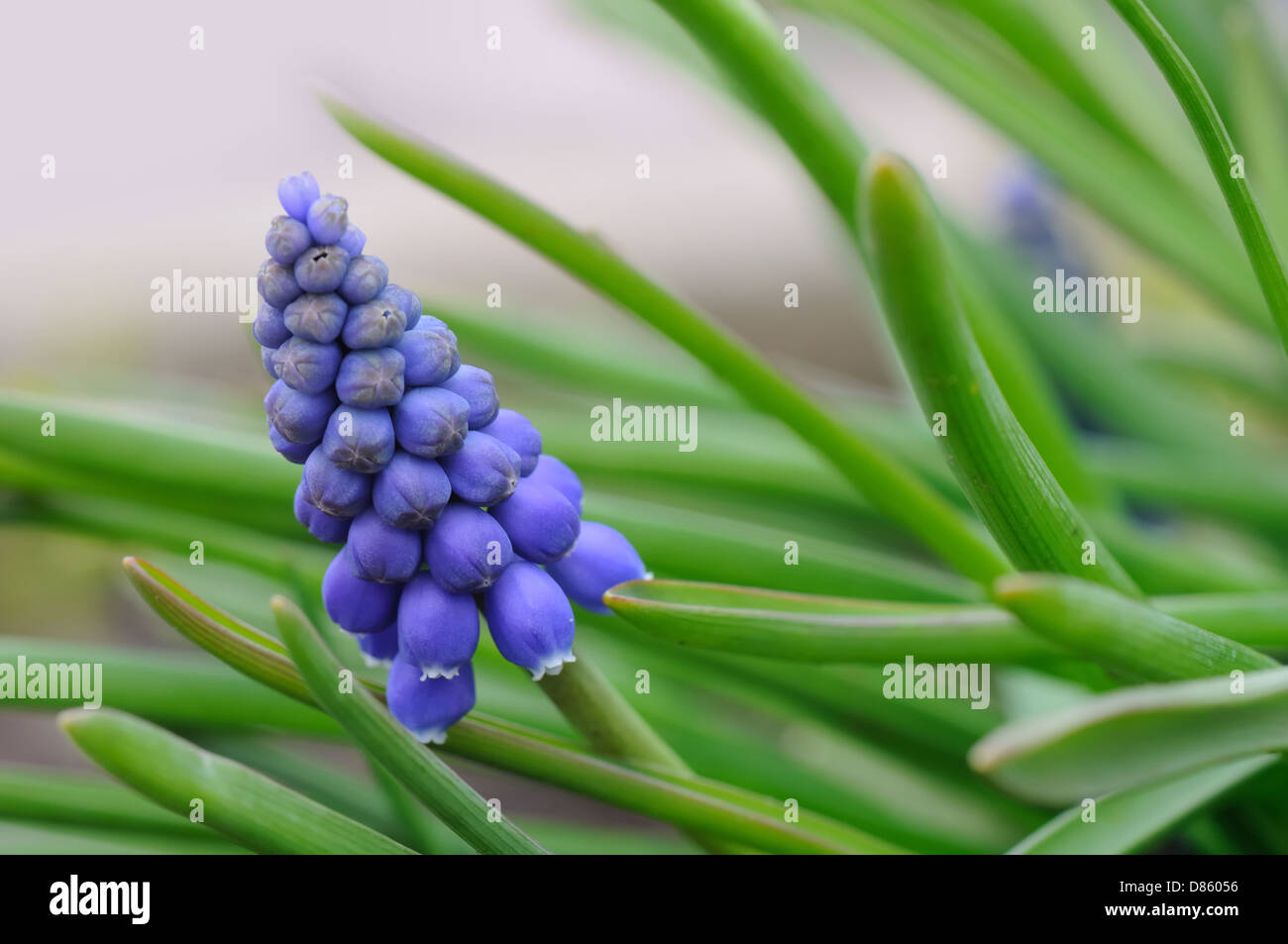 Muscari - Grape Hyacinth Stock Photo - Alamy