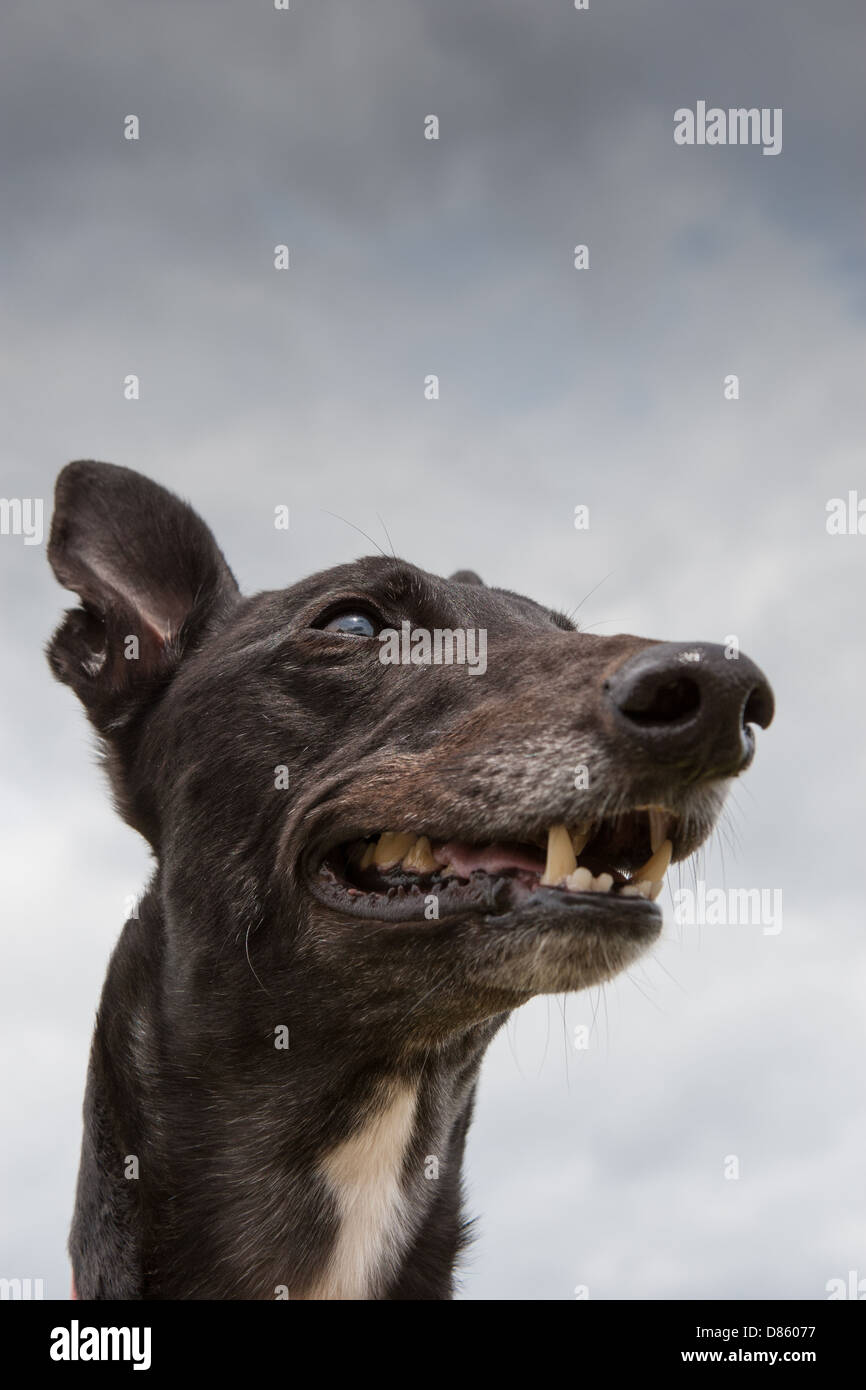 Ash on collar hi-res stock photography and images - Alamy