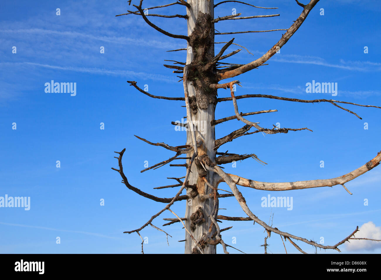 Dead tree against blue sky Stock Photo - Alamy