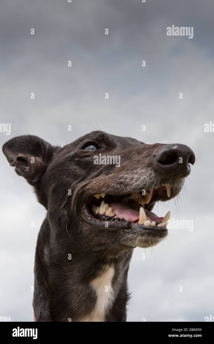 Dog portrait. Greyhound cross, Ash Stock Photo - Alamy