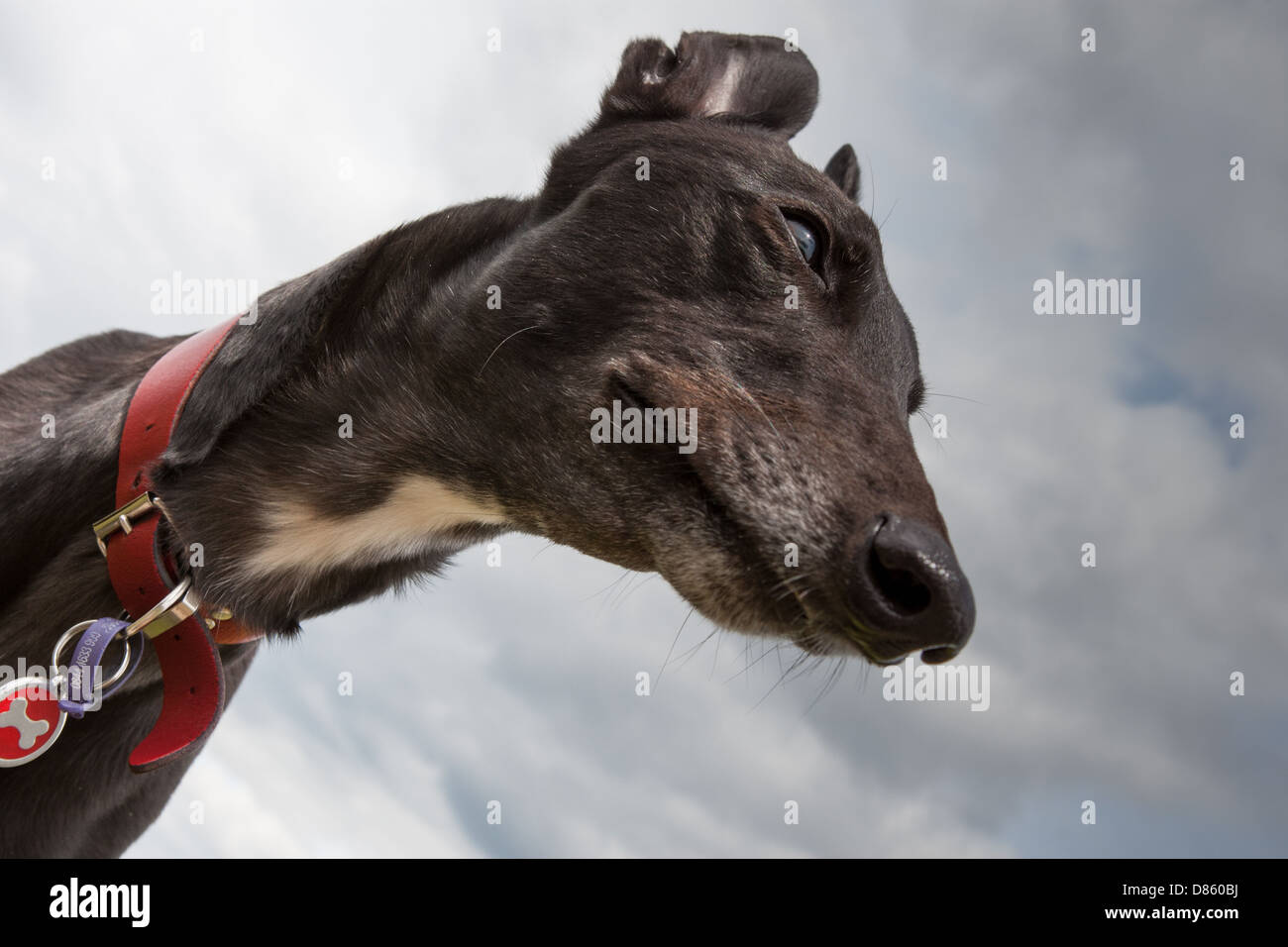 Dog portrait. Greyhound cross, Ash Stock Photo - Alamy