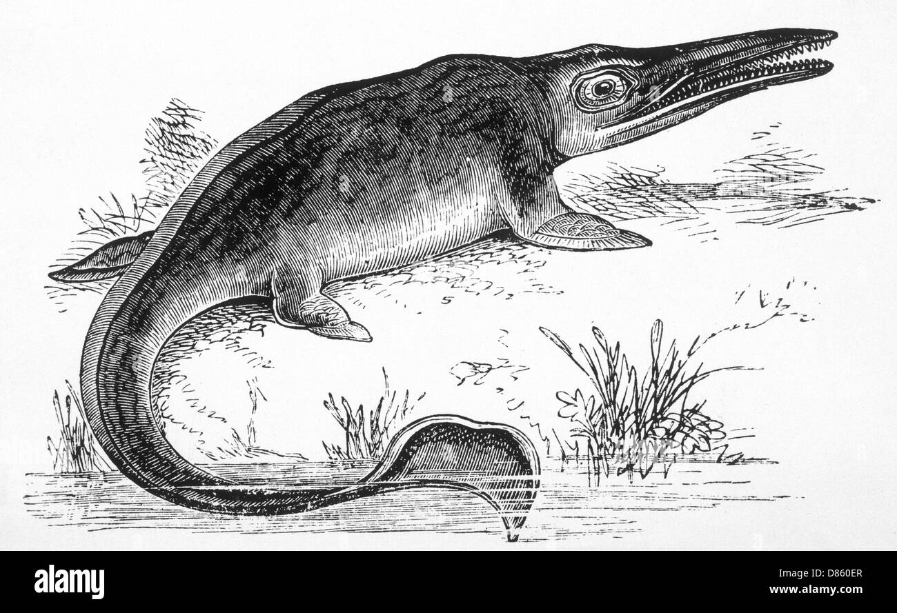 Ichthyosaurs Drawing Stenopterygius Quadriscissus, Extinct Ichthyosaur