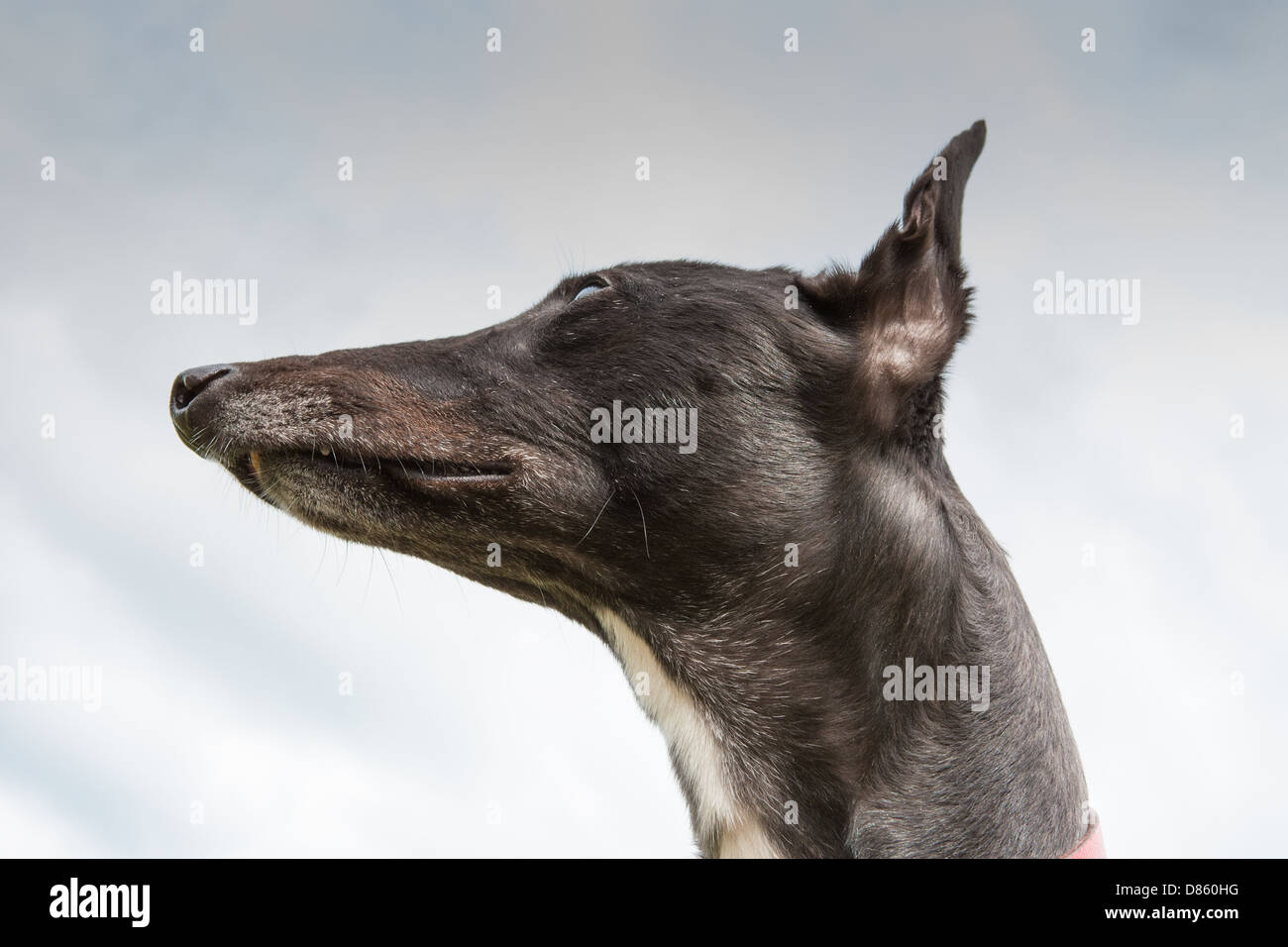 Dog portrait. Greyhound cross, Ash Stock Photo - Alamy