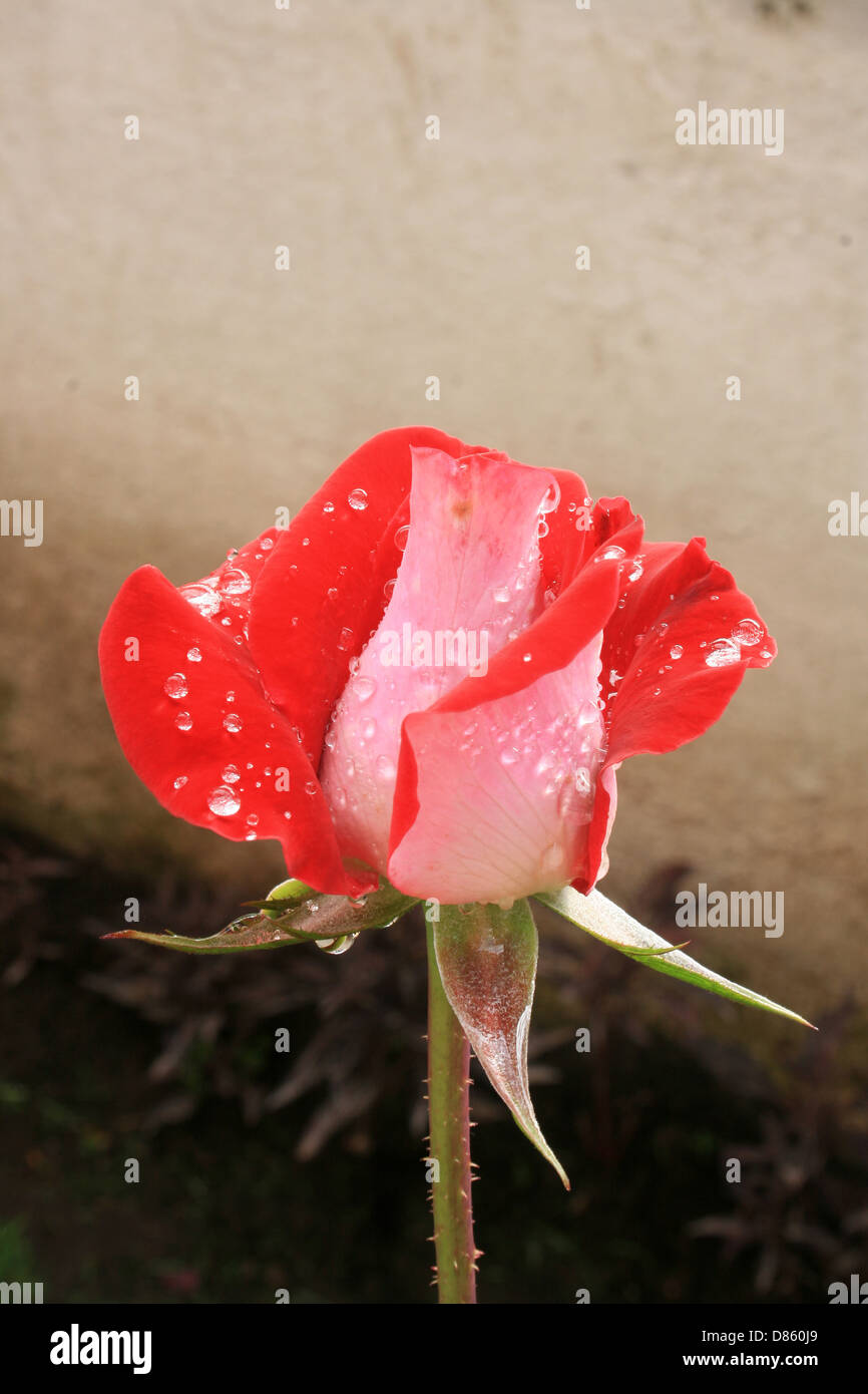 A red rose blooming in a garden in Cotacachi, Ecuador Stock Photo - Alamy