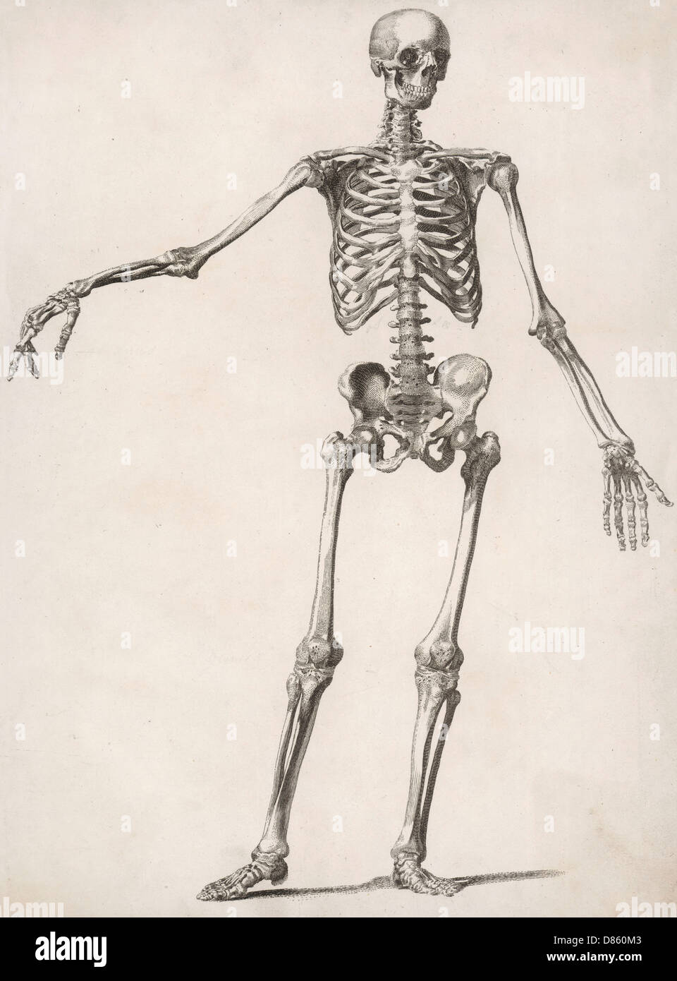 A human skeleton Stock Photo - Alamy