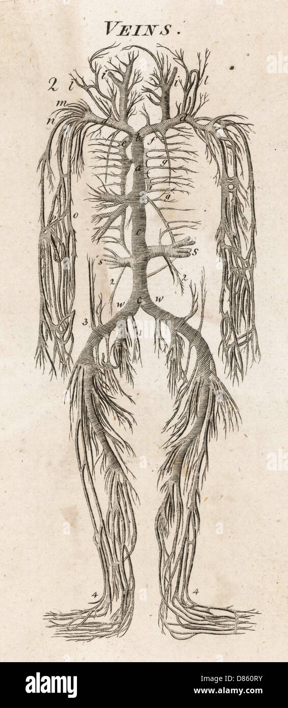 Human body, system of veins Stock Photo - Alamy