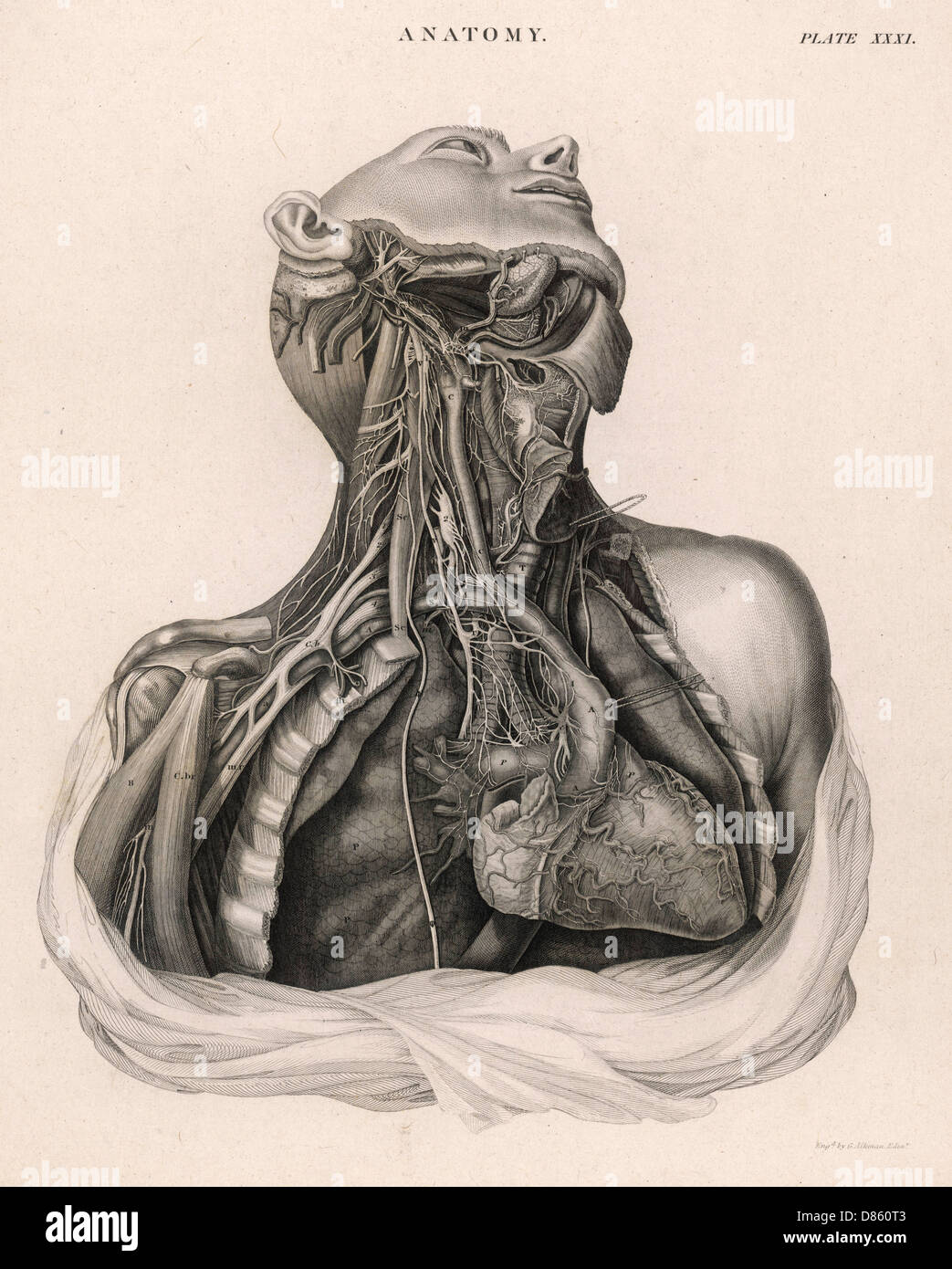 Dissection Of Upper Torso Showing The Heart Stock Photo - Alamy