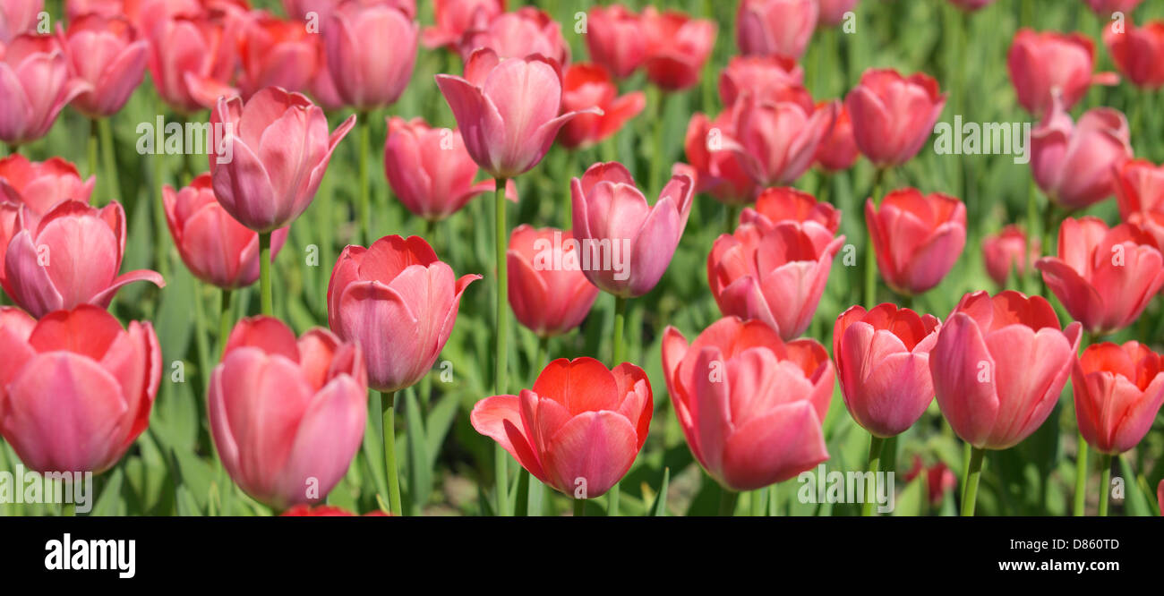 Red Tulip at Spring Stock Photo - Alamy
