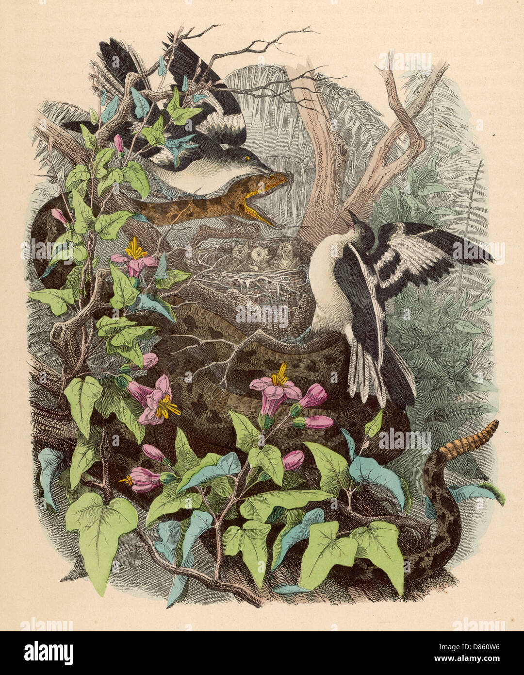 Tree leaves protecting flowers hi-res stock photography and images - Alamy