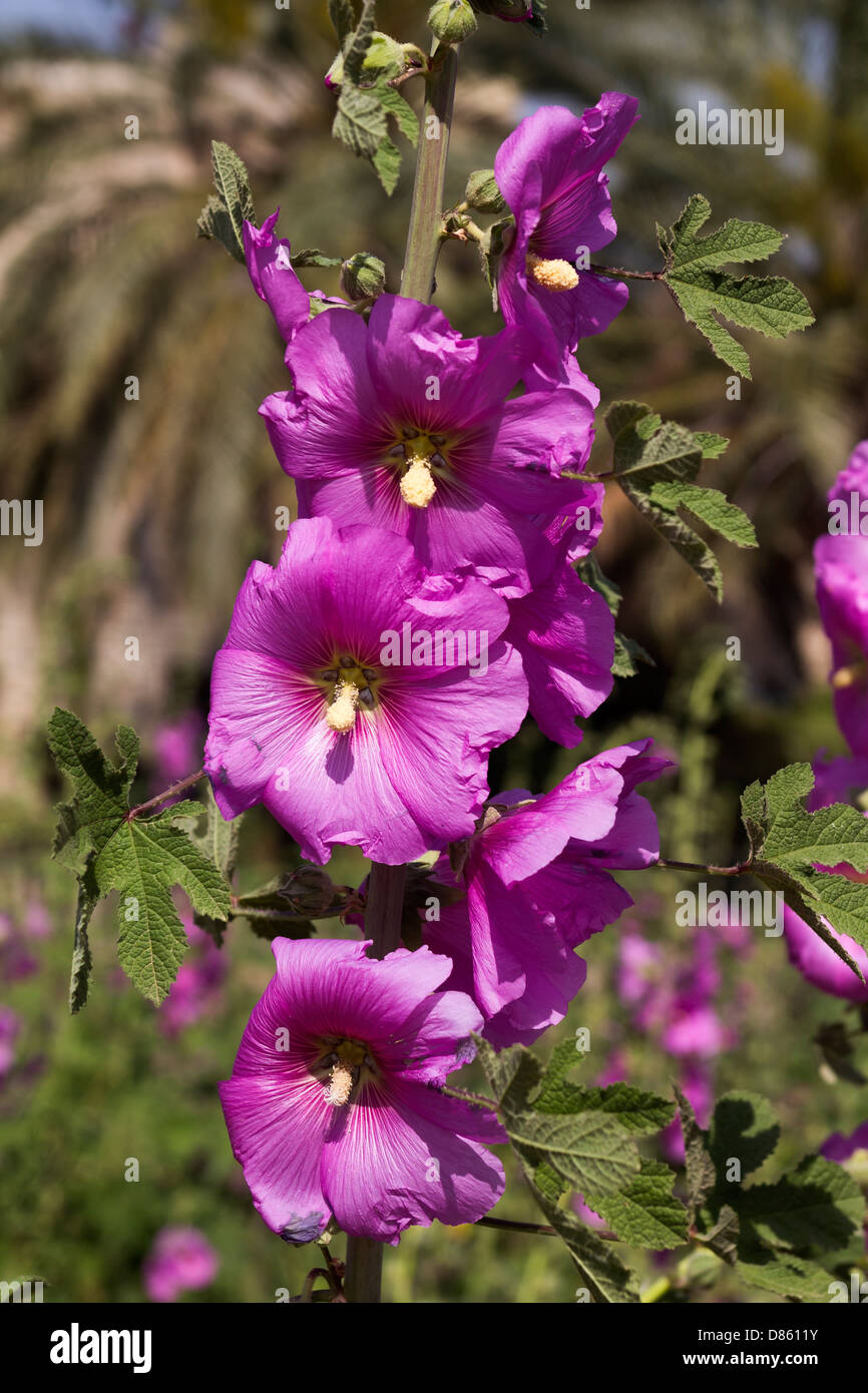 Flower grows in mountain areas Stock Photo - Alamy