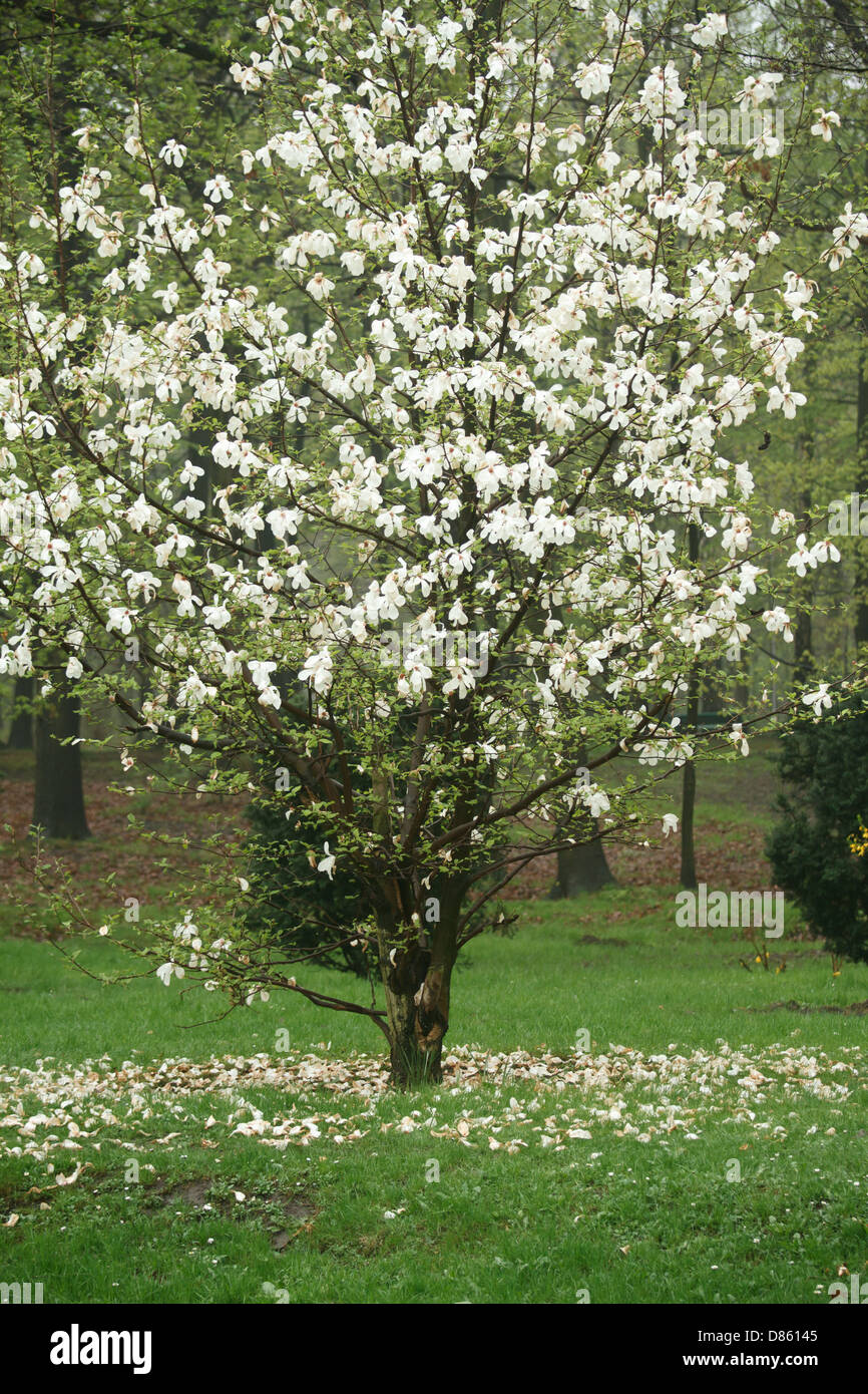 Blooming white magnolia tree in the park Stock Photo - Alamy