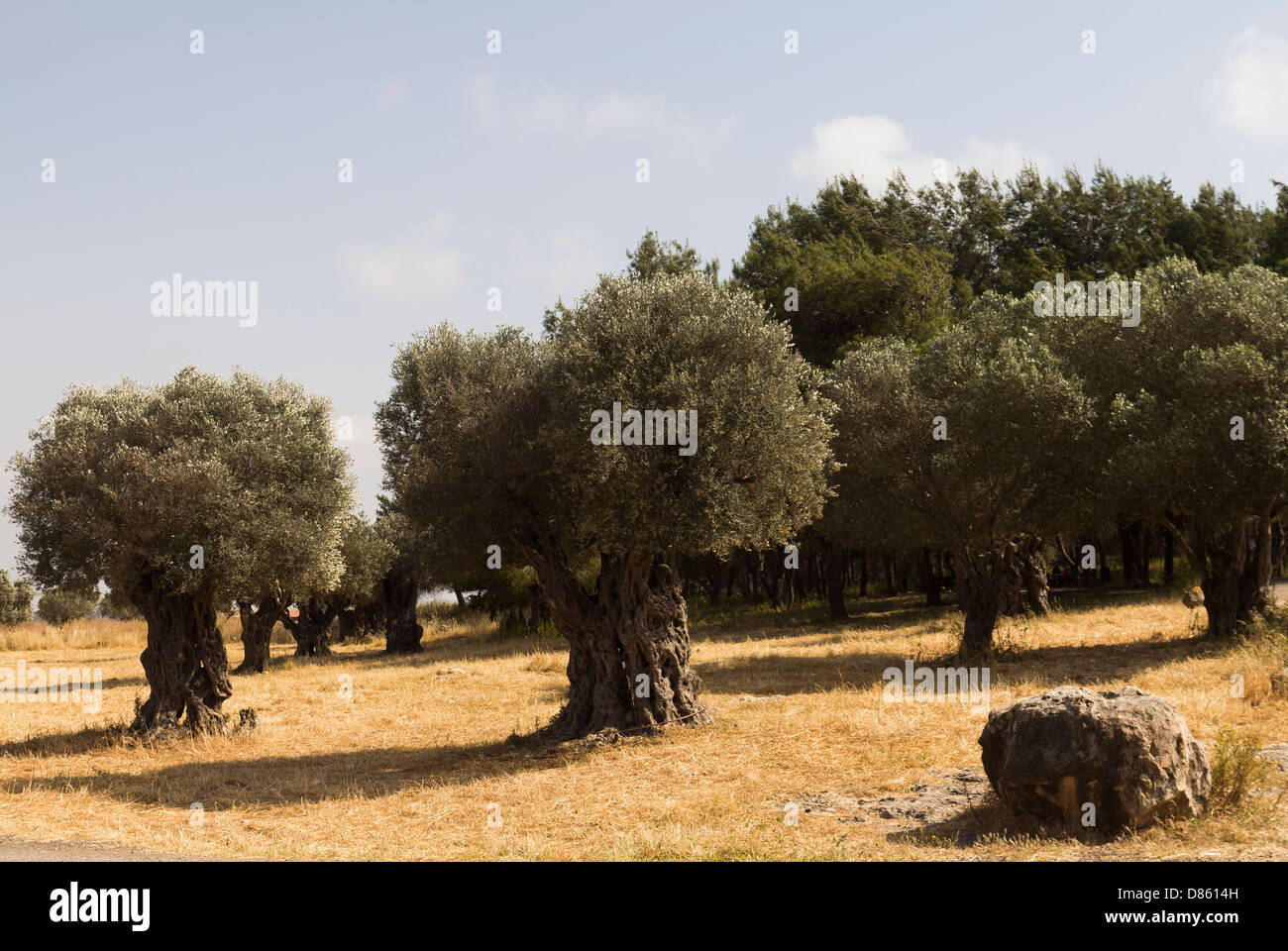 grove of olive trees Stock Photo - Alamy