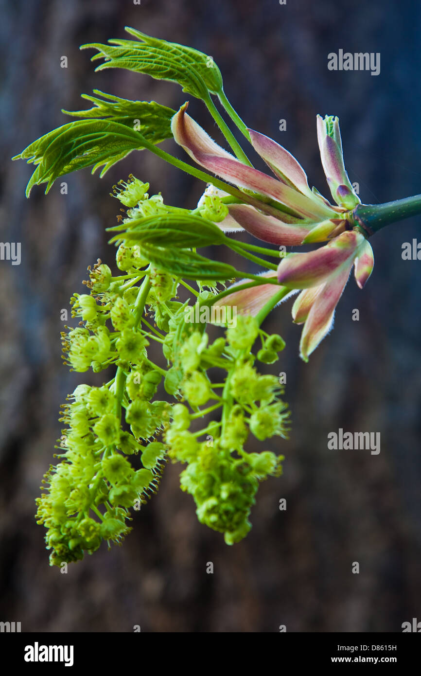 Emerging leaves hi-res stock photography and images - Alamy