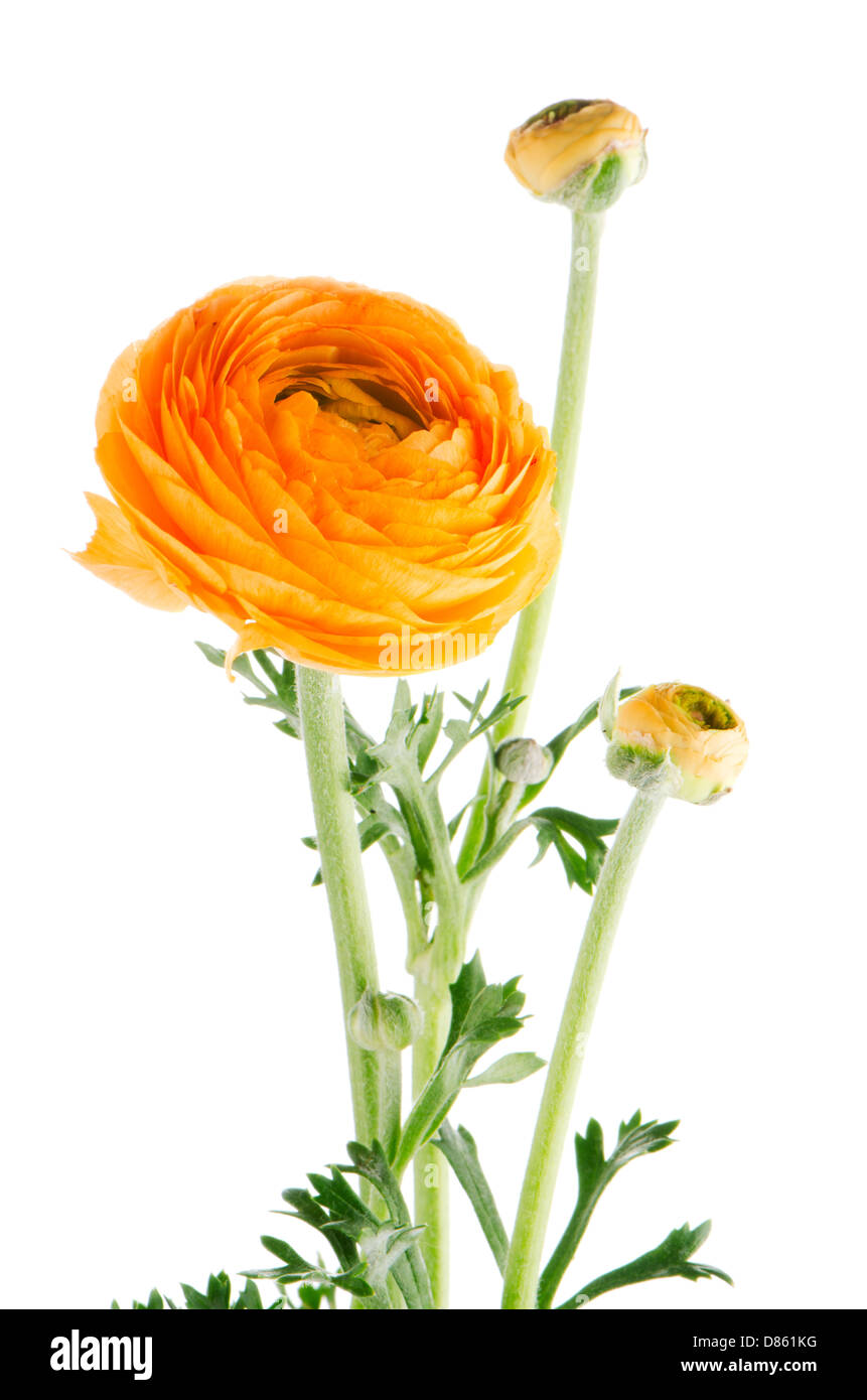 Beautiful orange eustoma isolated on white background Stock Photo - Alamy