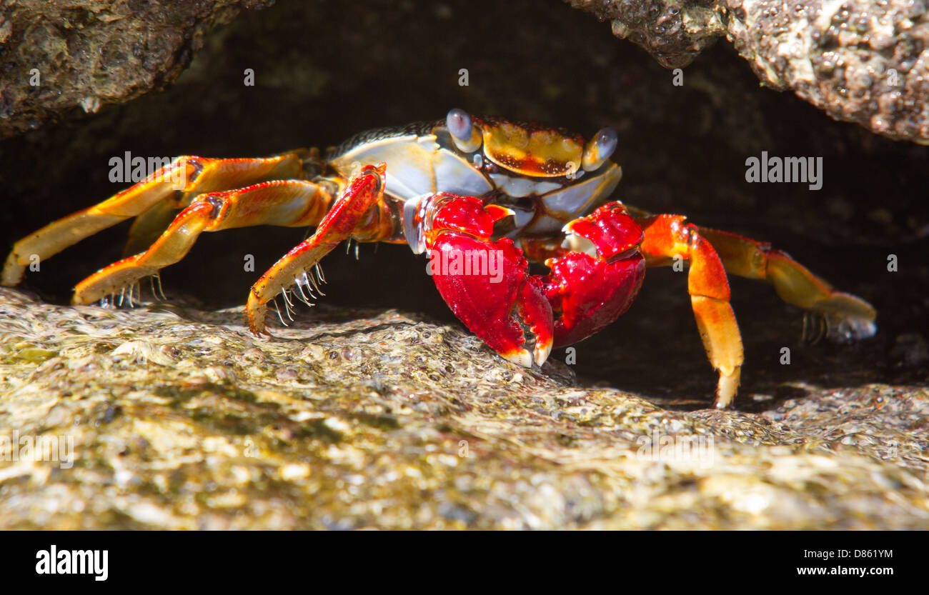 Bright red crab hi-res stock photography and images - Alamy