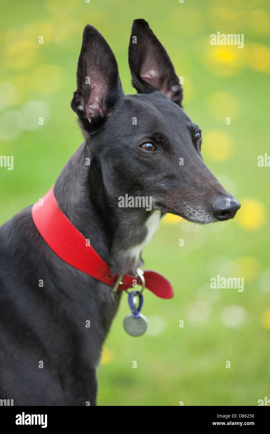 Greyhound cross, Ash Stock Photo - Alamy