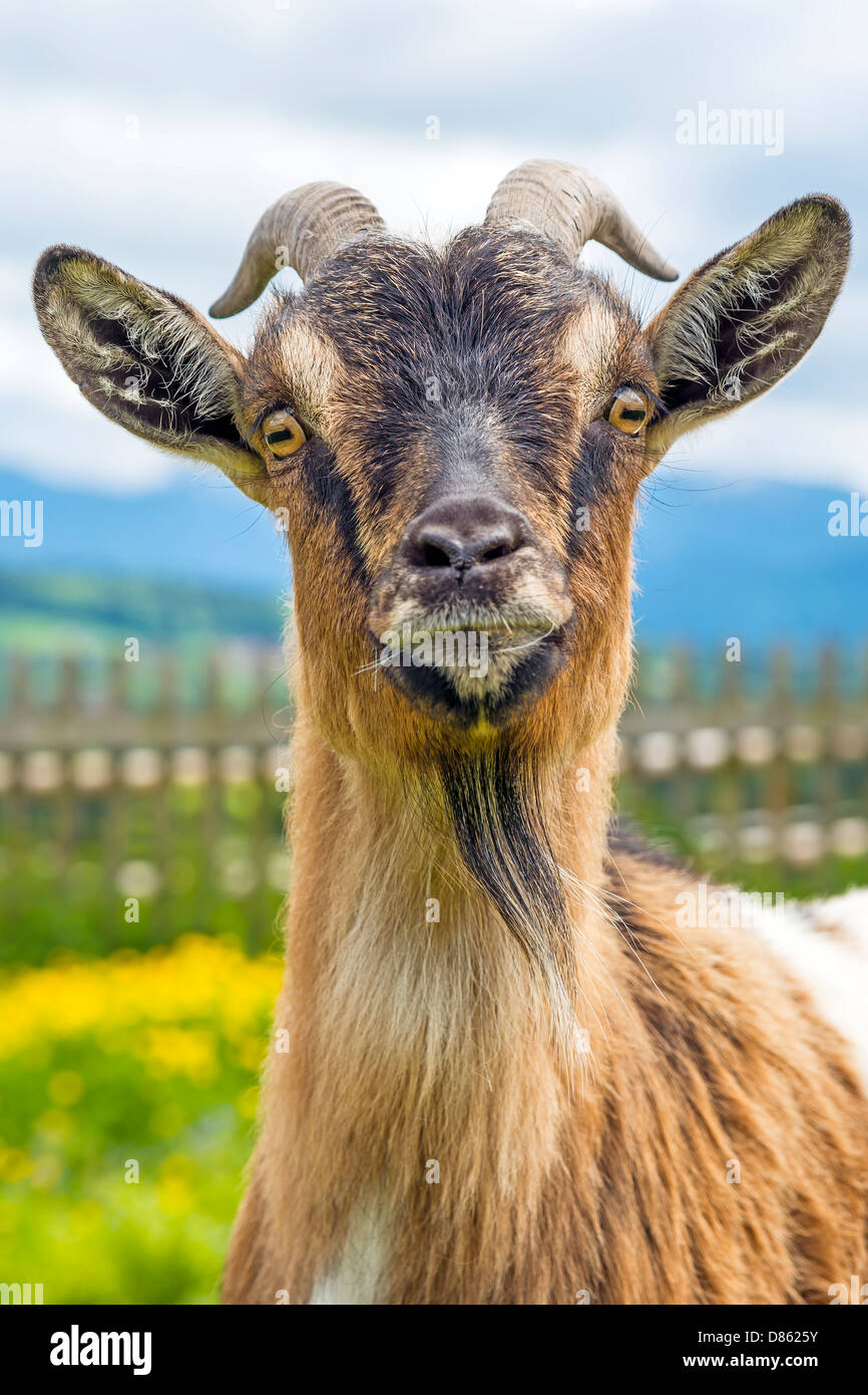 Mountain goat goatee hi-res stock photography and images - Alamy