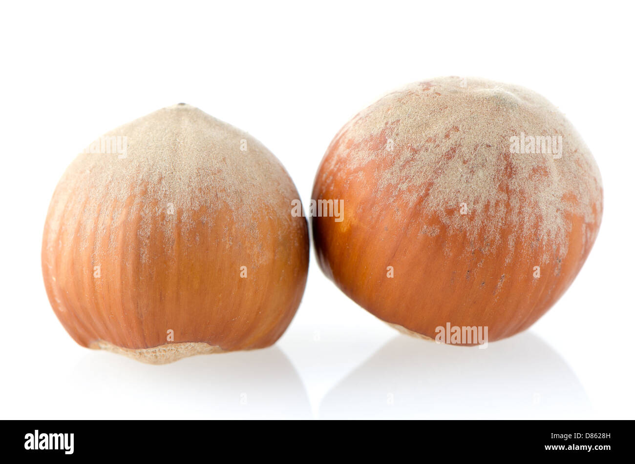 Two hazelnuts isolated on white background Stock Photo - Alamy