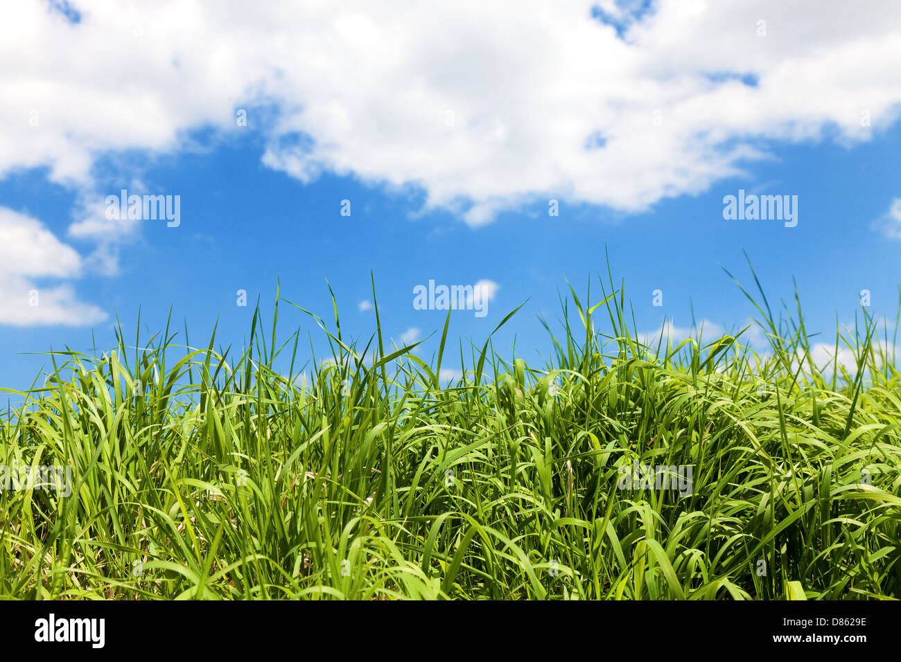 landscape with green grass and blue sky with clouds Stock Photo - Alamy