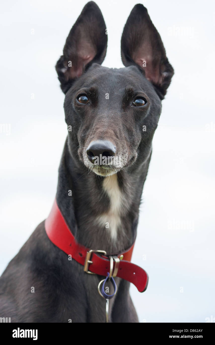 Greyhound cross, Ash Stock Photo - Alamy