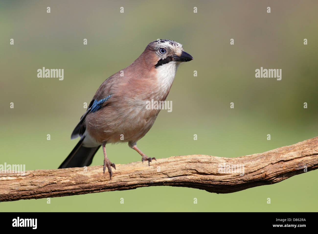 Jay bird uk hi-res stock photography and images - Alamy
