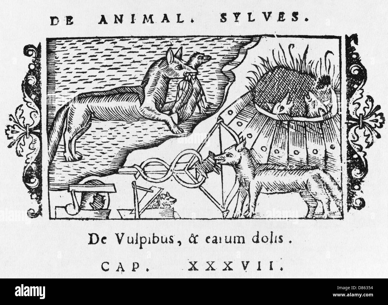 Wolves in 16th century Scandinavia Stock Photo - Alamy