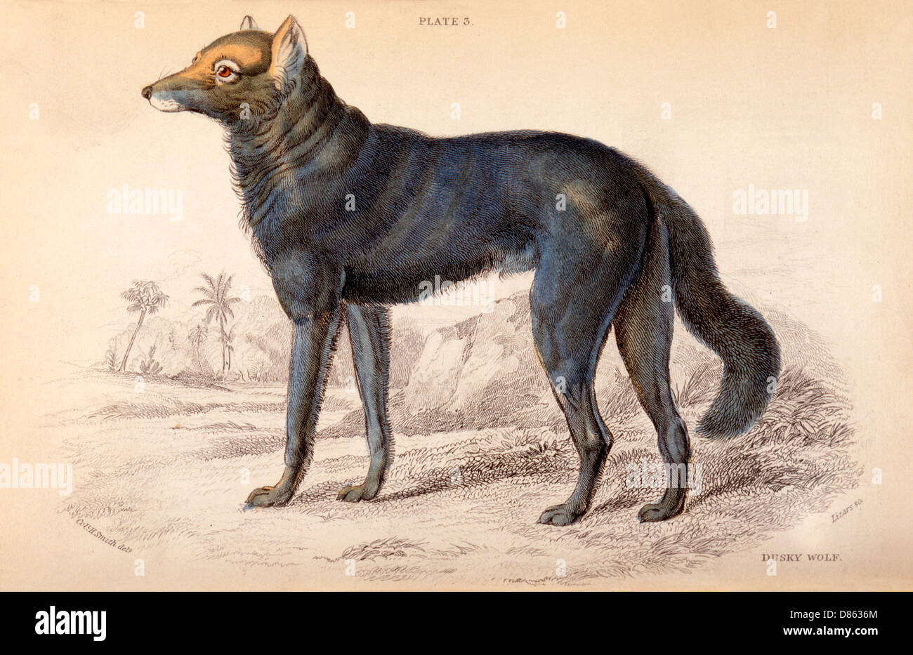 Dusky wolf (Lupus Nubilus Stock Photo - Alamy