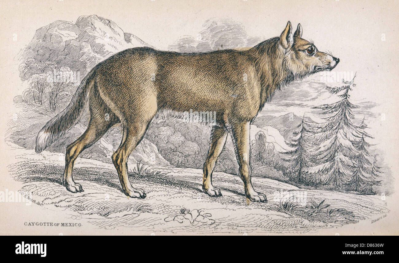 American wolf hi-res stock photography and images - Alamy