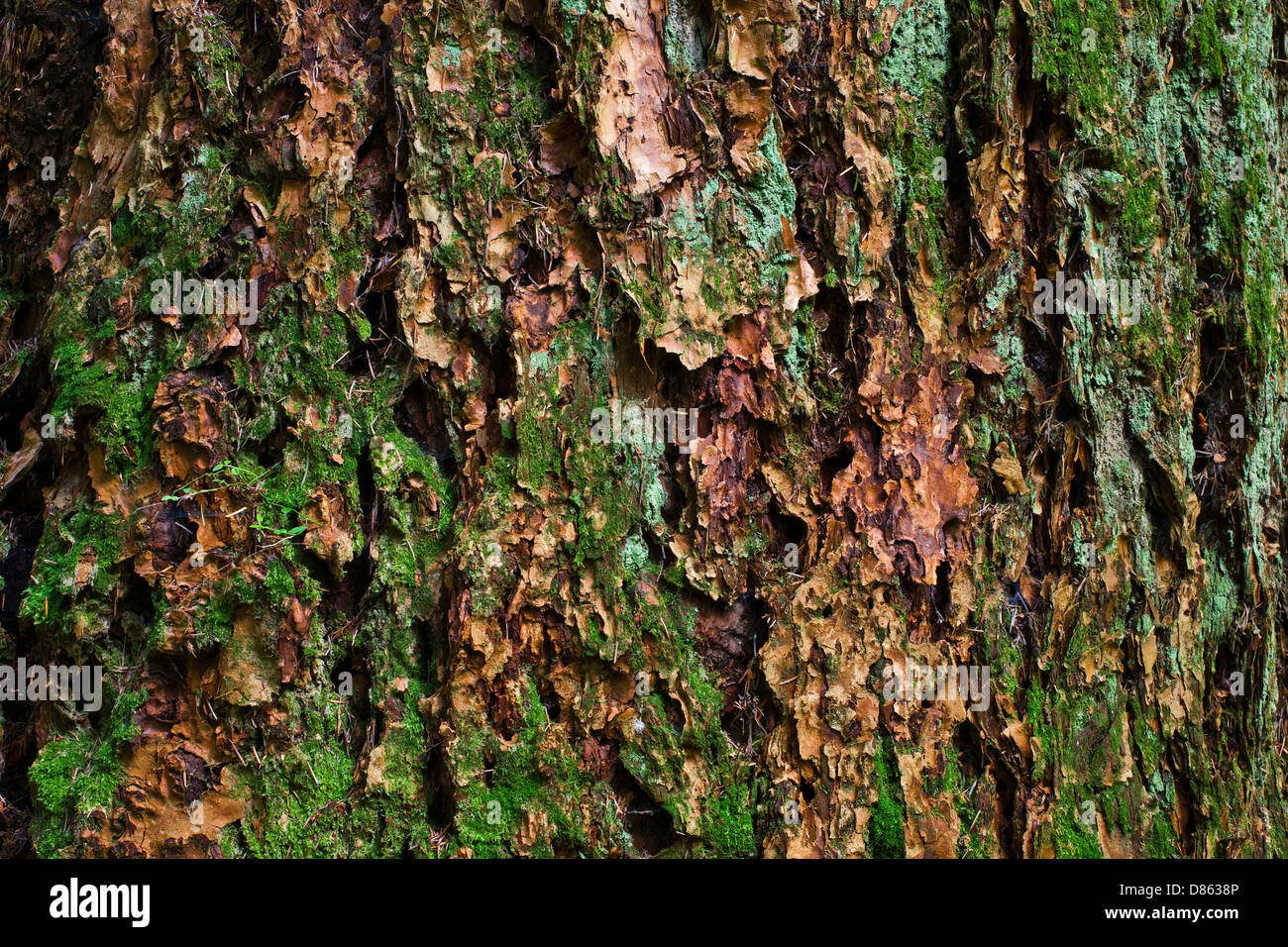 Abstract image of Douglas Fir bark with moss Stock Photo - Alamy