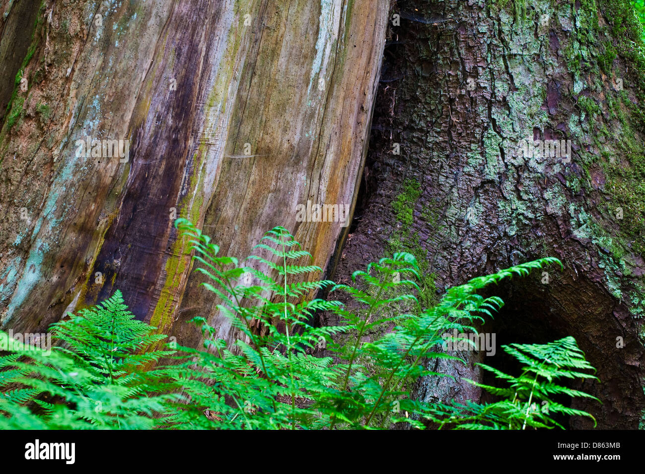 Healthy fir tree growing against a dead Western Red Cedar tree Stock ...