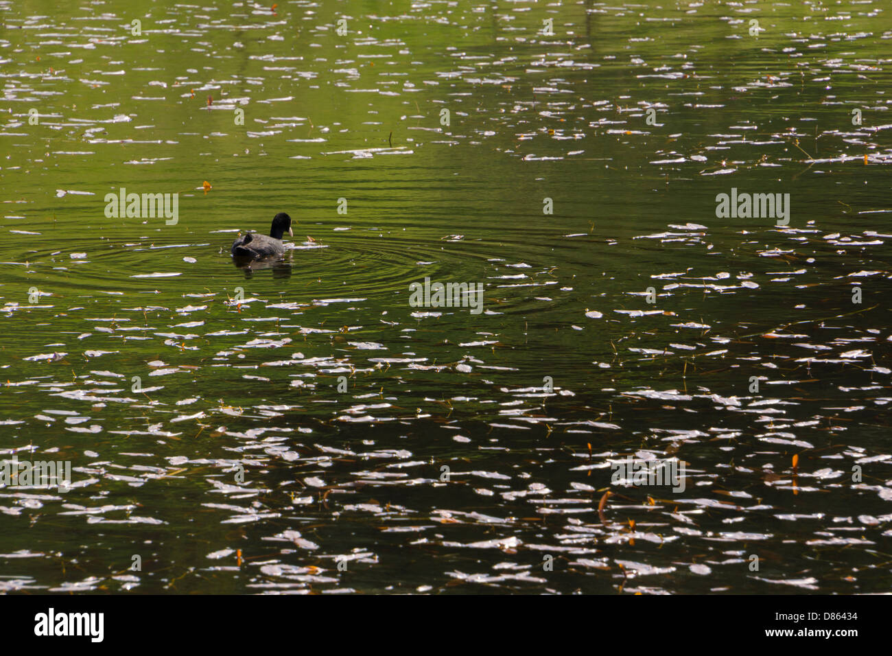 English coot hi-res stock photography and images - Alamy
