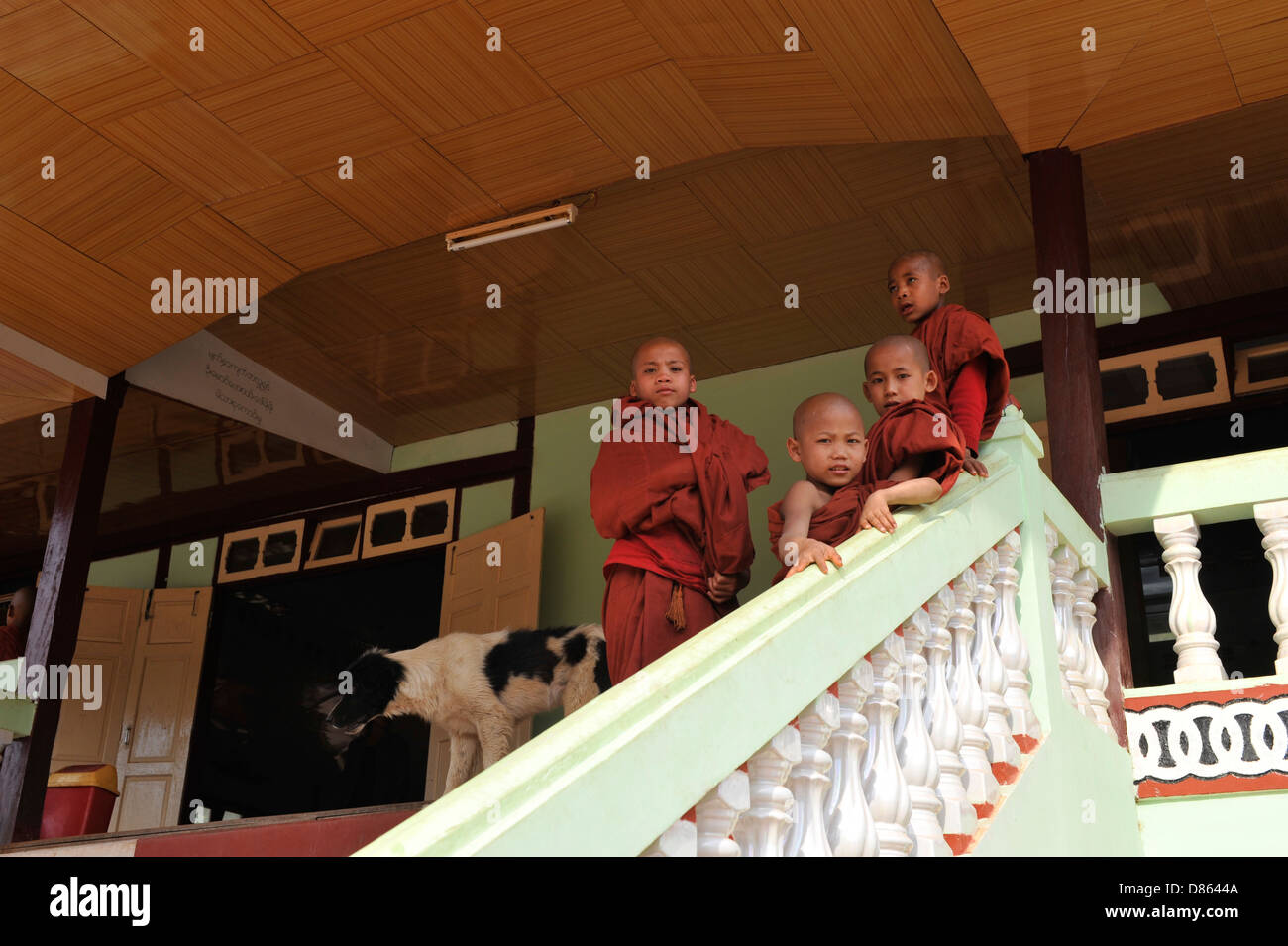 monks and a dog Stock Photo - Alamy
