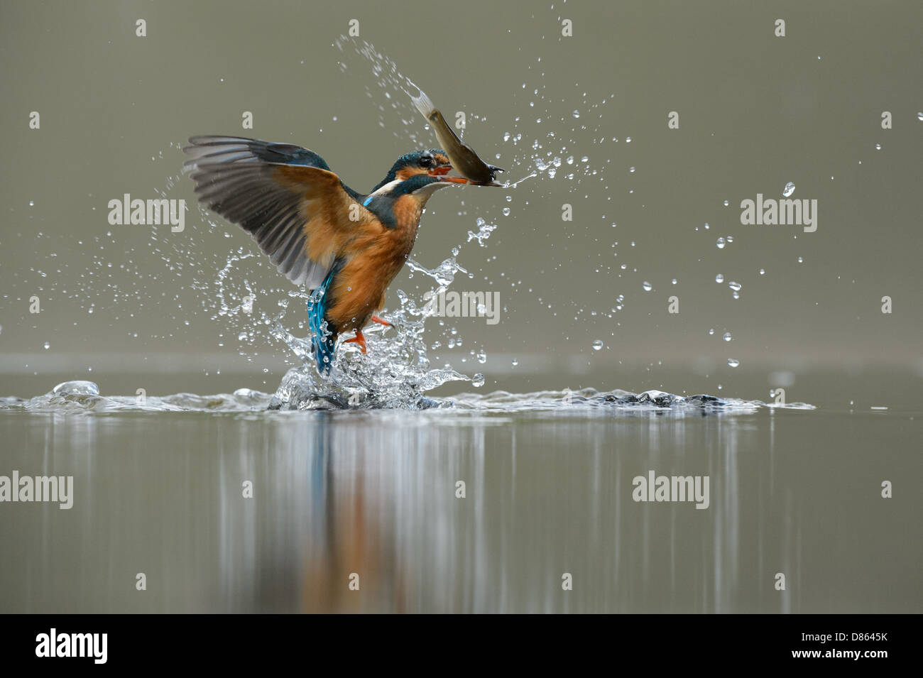 Flying emerging kingfisher with a fish after diving into the water ...