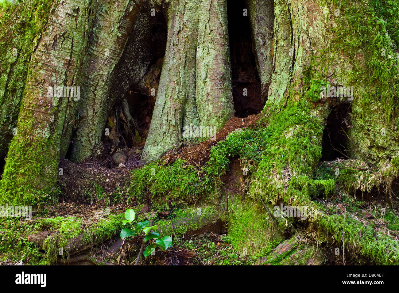 Root structure of a fir tree after the mother stump has rotted away ...