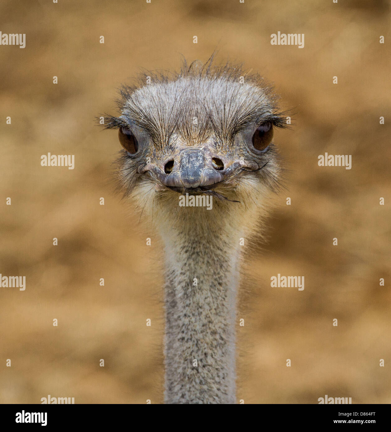 Ostrich Face Baby
