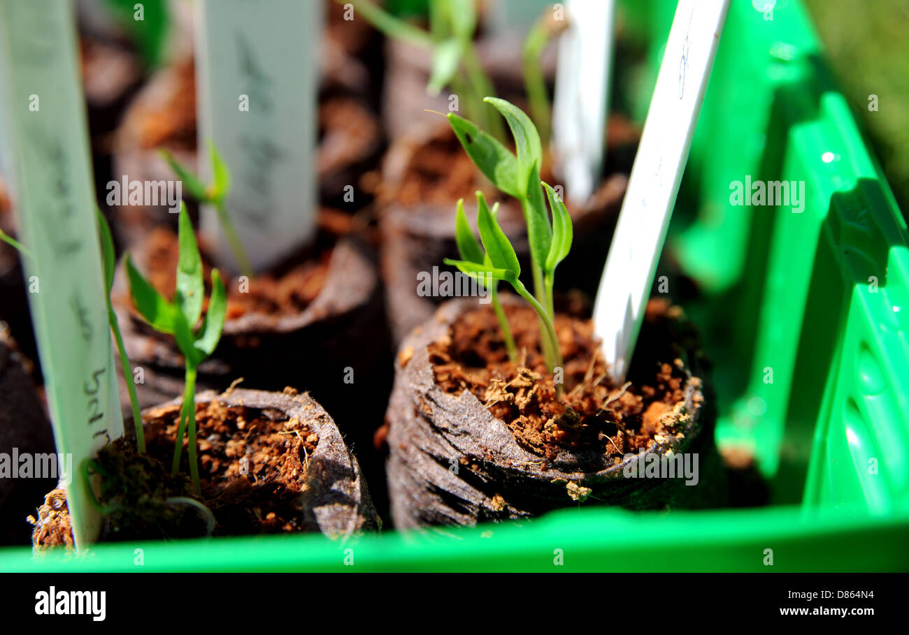 Chilli plant seedlings starting to grow in a cloche Stock Photo - Alamy