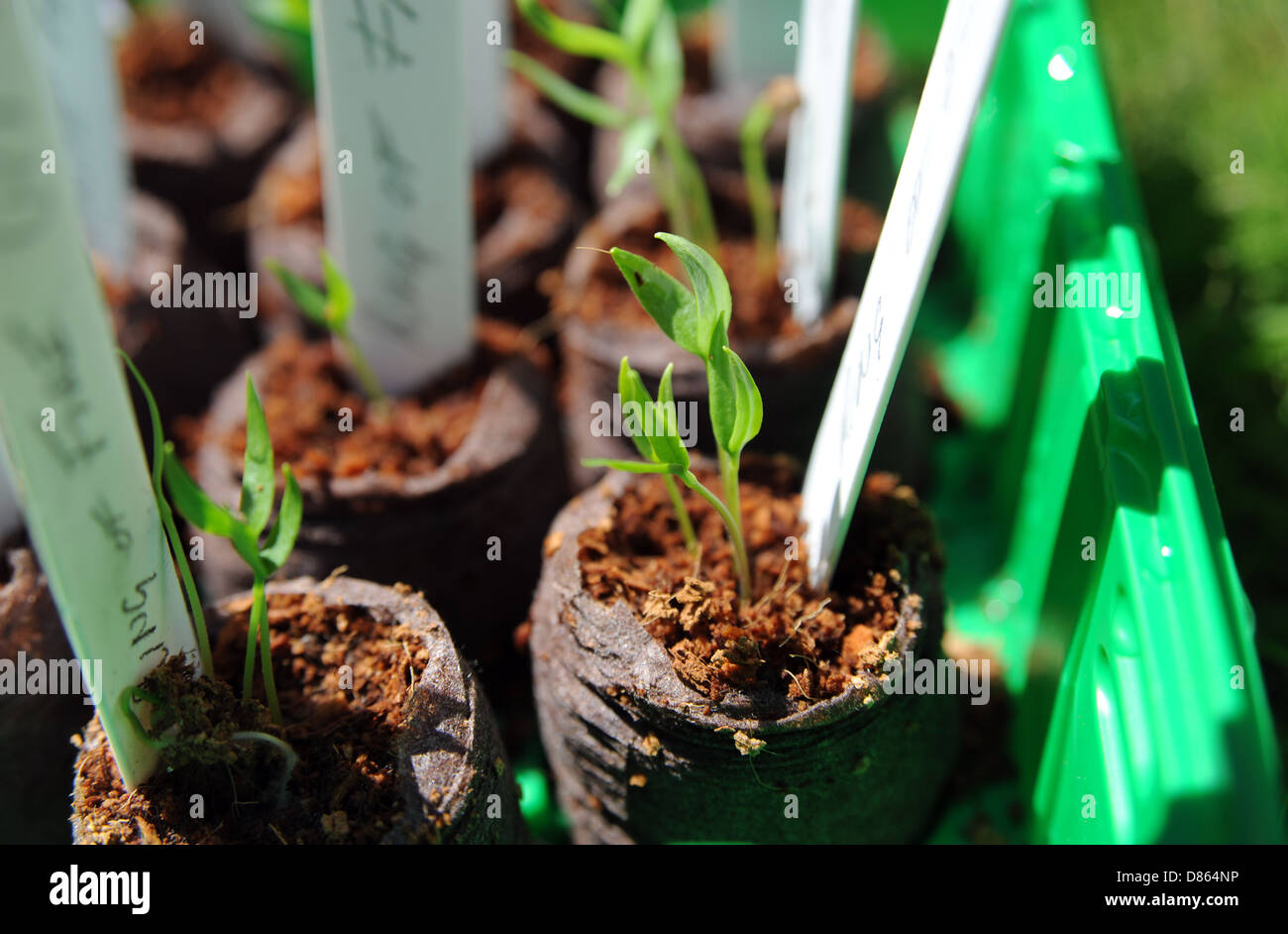 Starting vegetable plants hi-res stock photography and images - Alamy