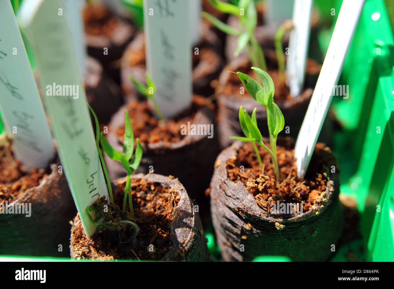 Chilli plant seedlings starting to grow in a cloche Stock Photo - Alamy