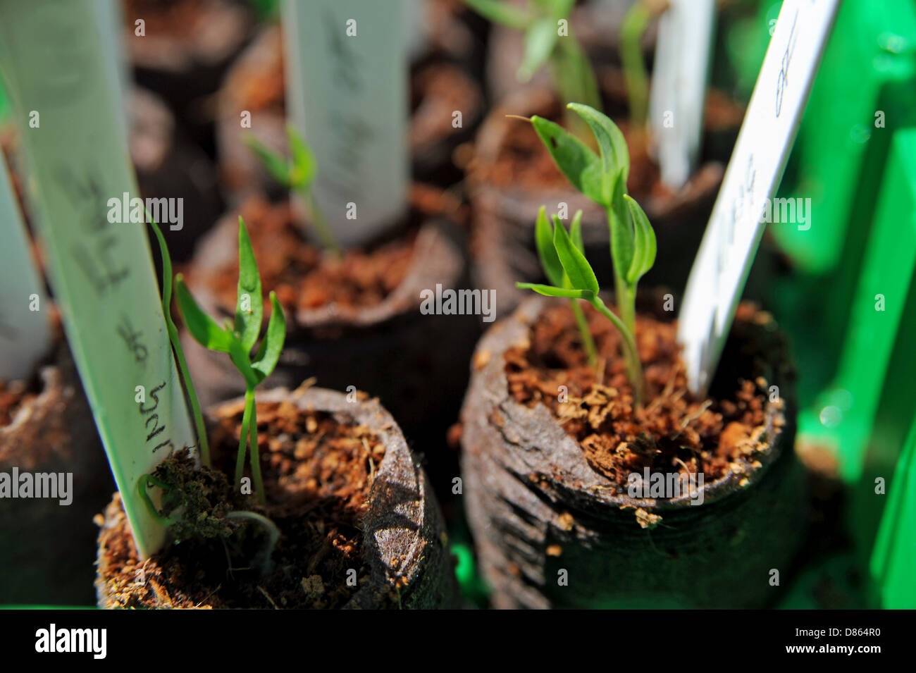 Chilli plant seedlings starting to grow in a cloche Stock Photo - Alamy