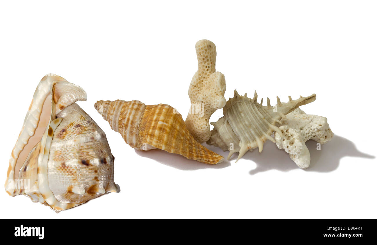 collection of seashells from the Mediterranean Sea Stock Photo - Alamy