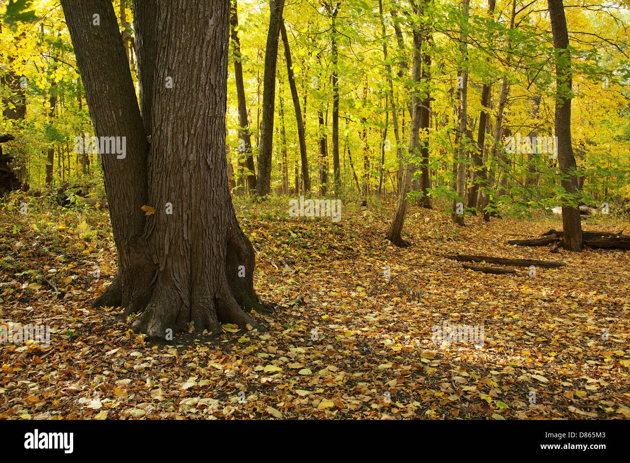 Russell Woods Forest Preserve in autumn. Genoa, Illinois Stock Photo ...