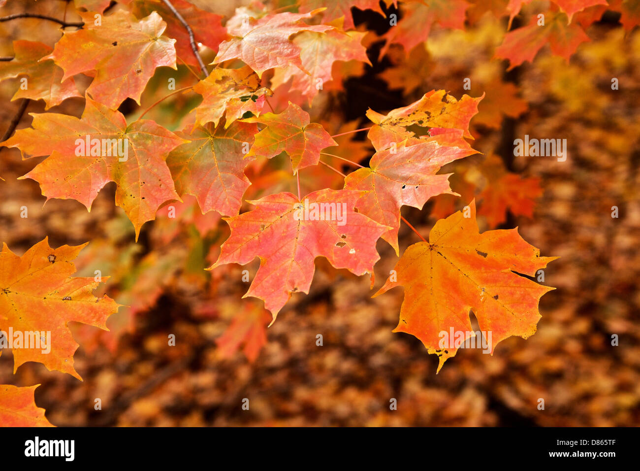 Orange and red maple leaves. Thatcher Woods Forest Preserve River ...