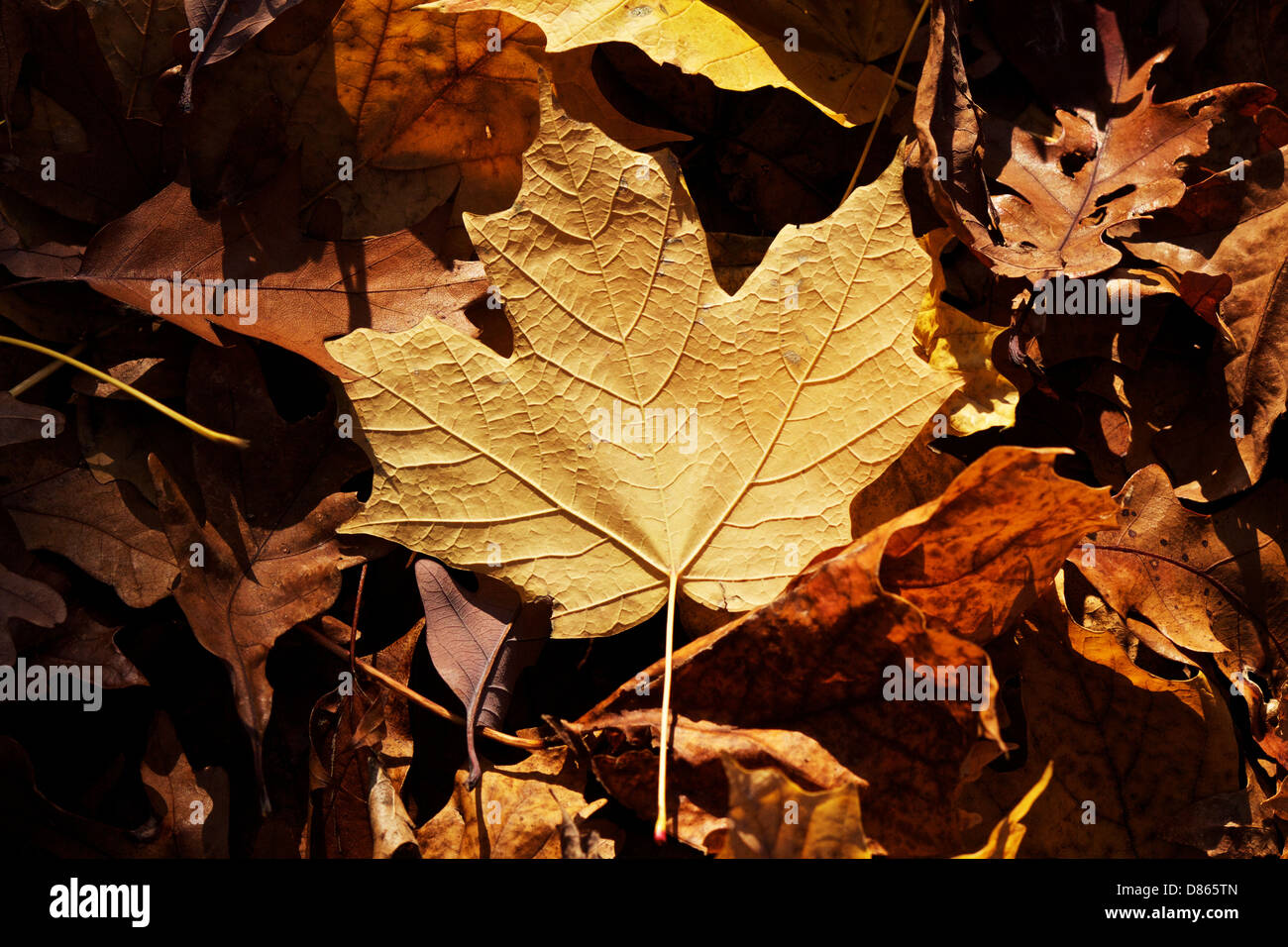 Autumn maple leaf on forest floor. Thatcher Woods Forest Preserve River ...