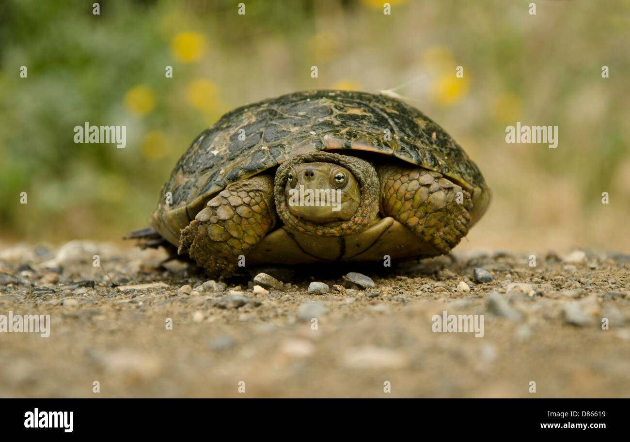 Spanish turtle hi-res stock photography and images - Alamy