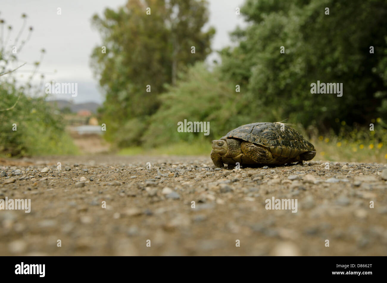 Spanish pond turtle (Mauremys leprosa) crossing a dirt road, andalucia ...