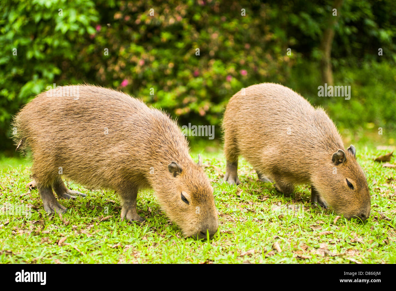 Hidrochoerus capibara hi-res stock photography and images - Alamy