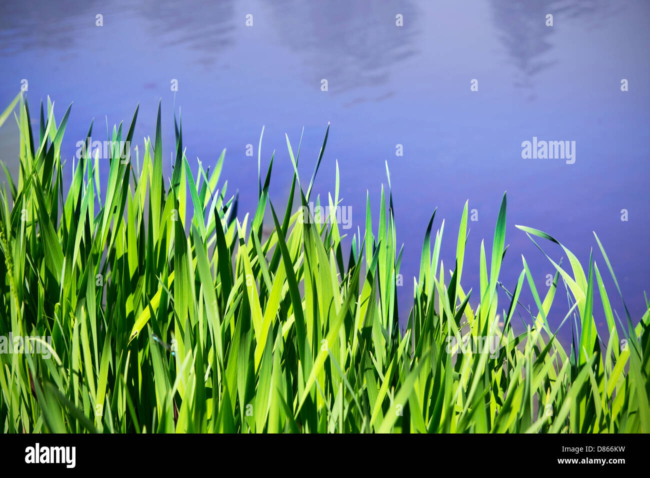 Reed next to the water surface Stock Photo - Alamy