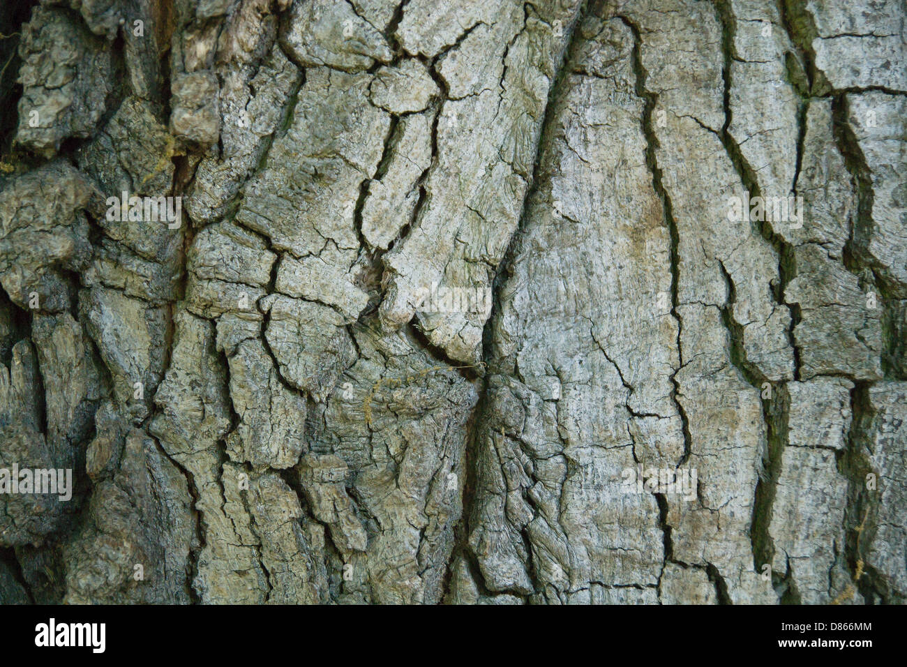 Wood tree texture background pattern Stock Photo - Alamy