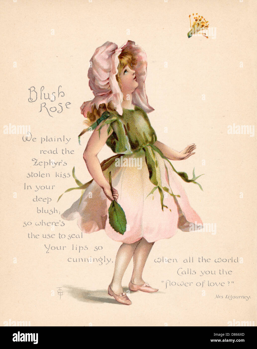 Blush Rose / 'Language of Flowers' Stock Photo - Alamy