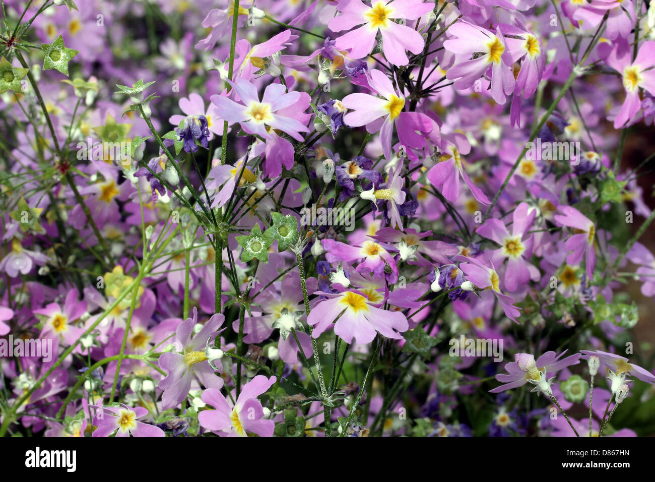Primula malacoides hi-res stock photography and images - Alamy